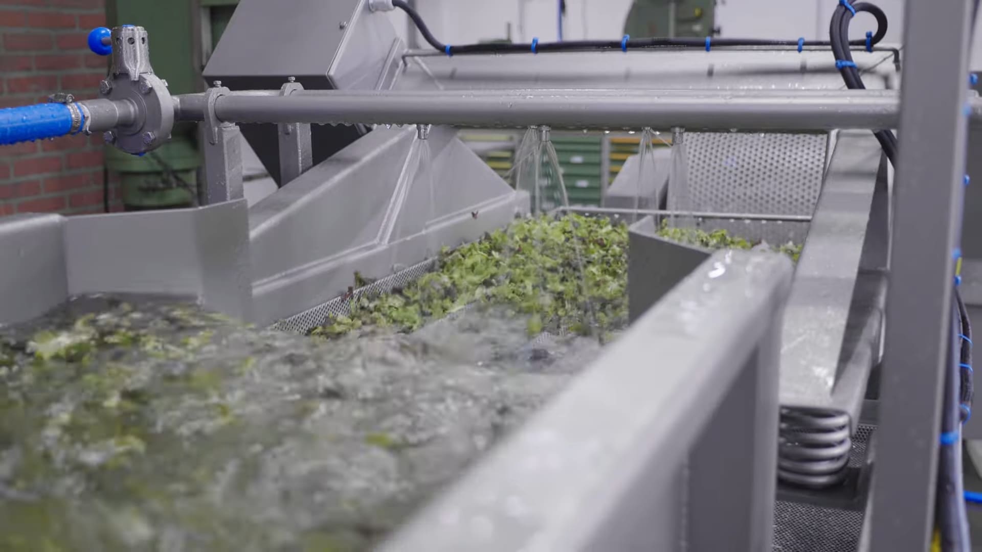 Salad Processing Lines | Quadra Machinery