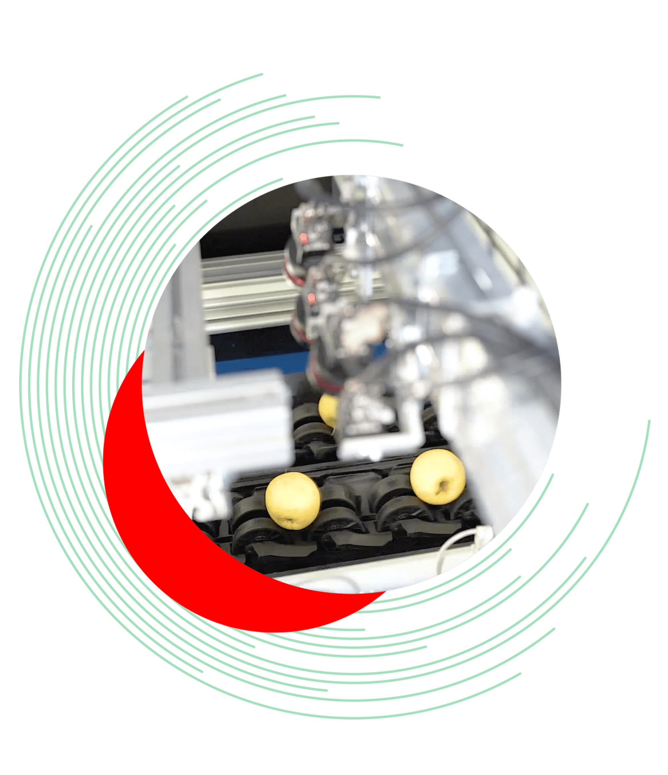 Apple Sorting Machines | Quadra Machinery