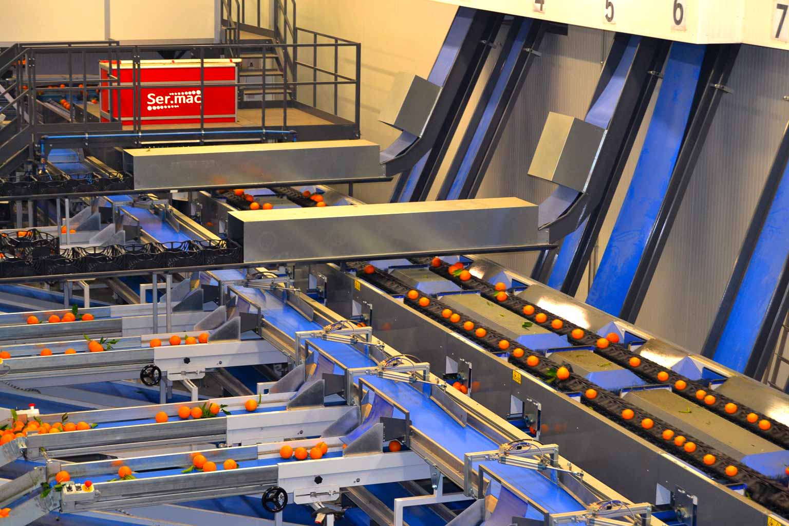 Citrus Sorting Machines | Quadra Machinery