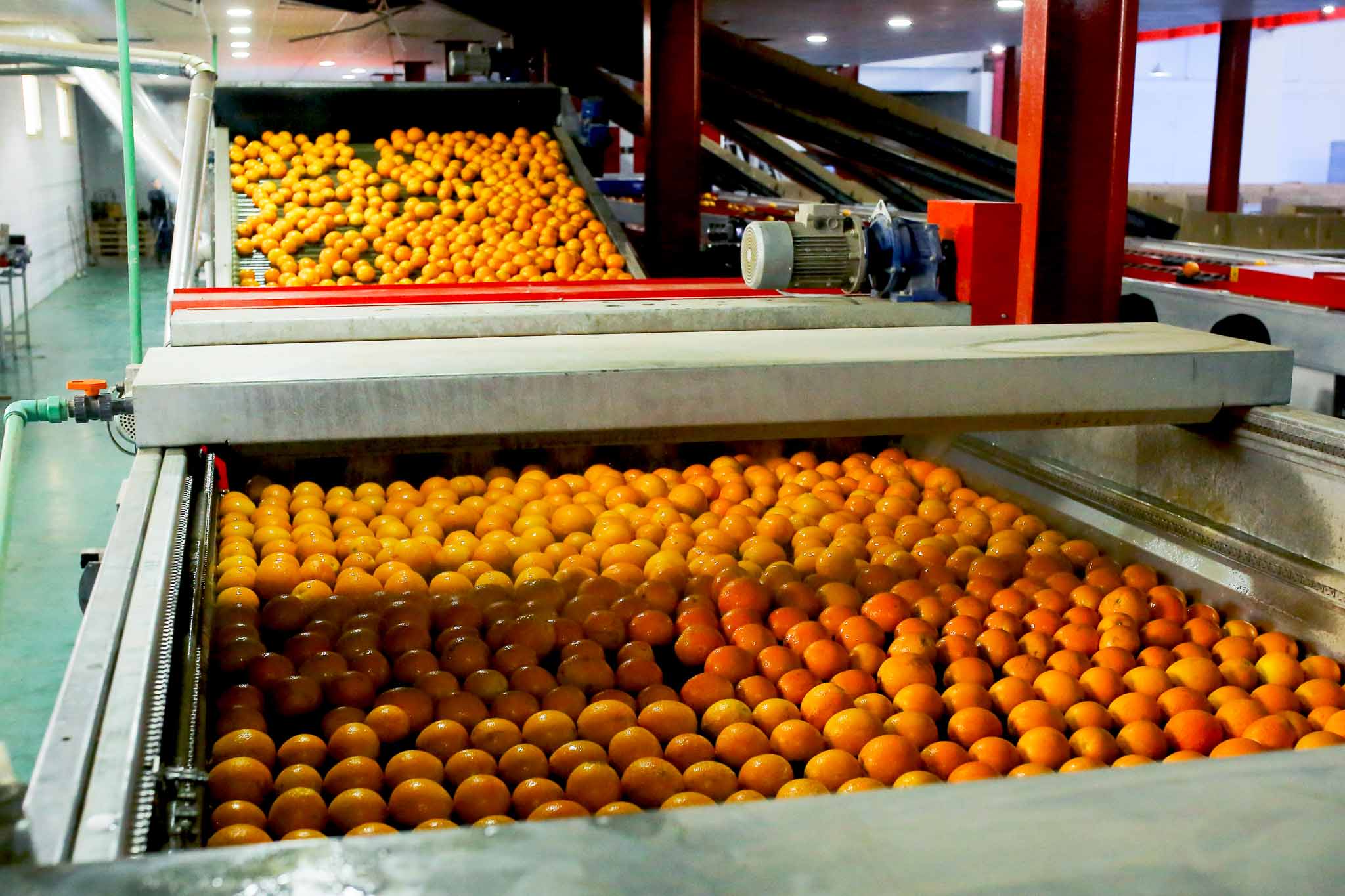 Citrus Sorting Machines | Quadra Machinery