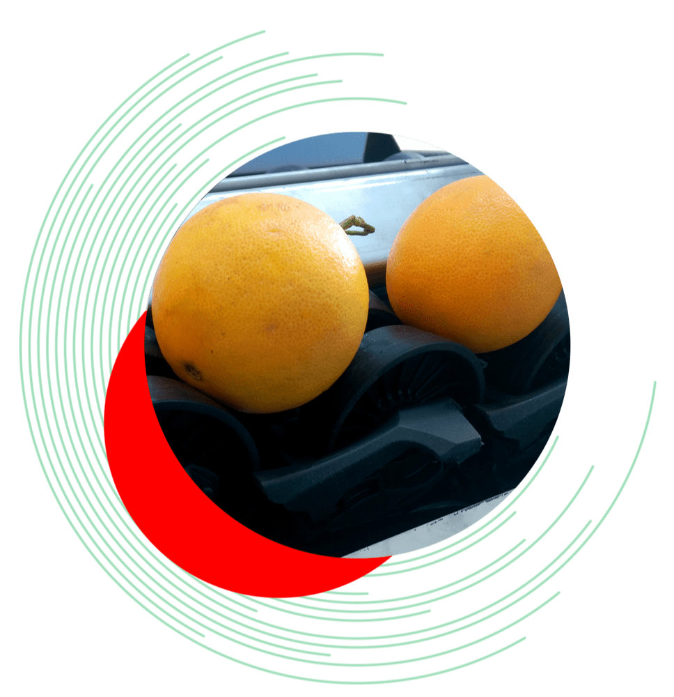 Citrus Sorting Machines | Quadra Machinery