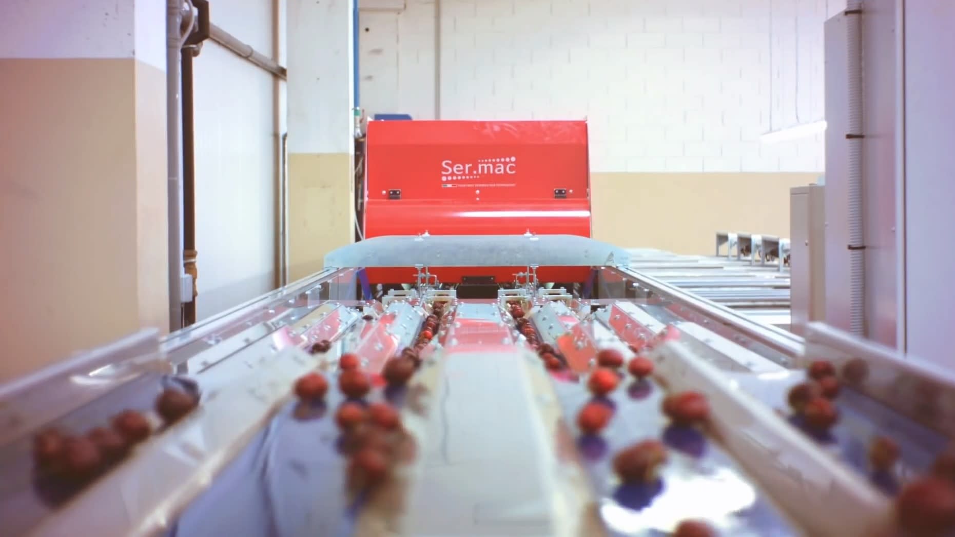 Fruit Sorting Lines | Quadra Machinery