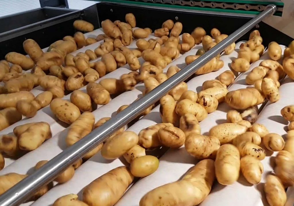 Vegetable Processing Lines | Quadra Machinery