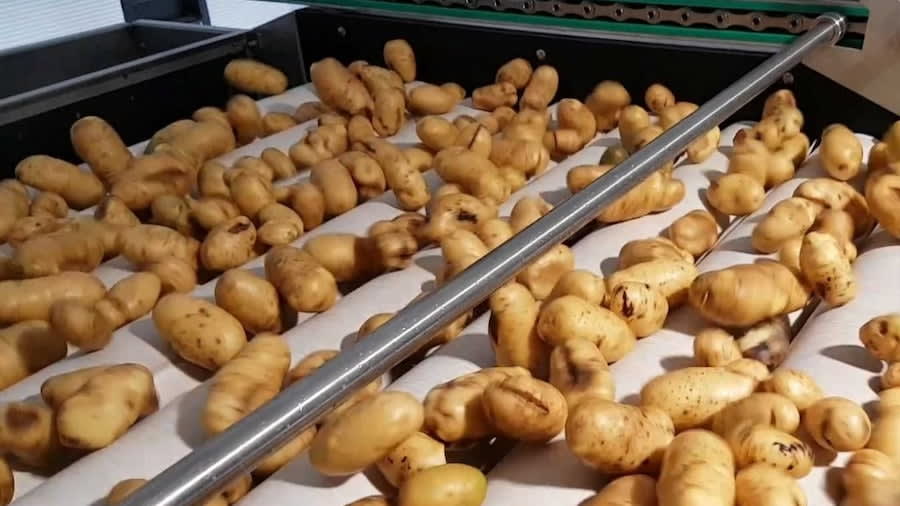 Vegetable Processing Lines | Quadra Machinery