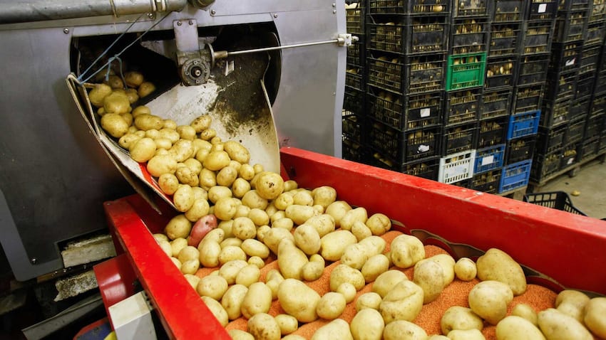 Vegetable Processing Lines | Quadra Machinery