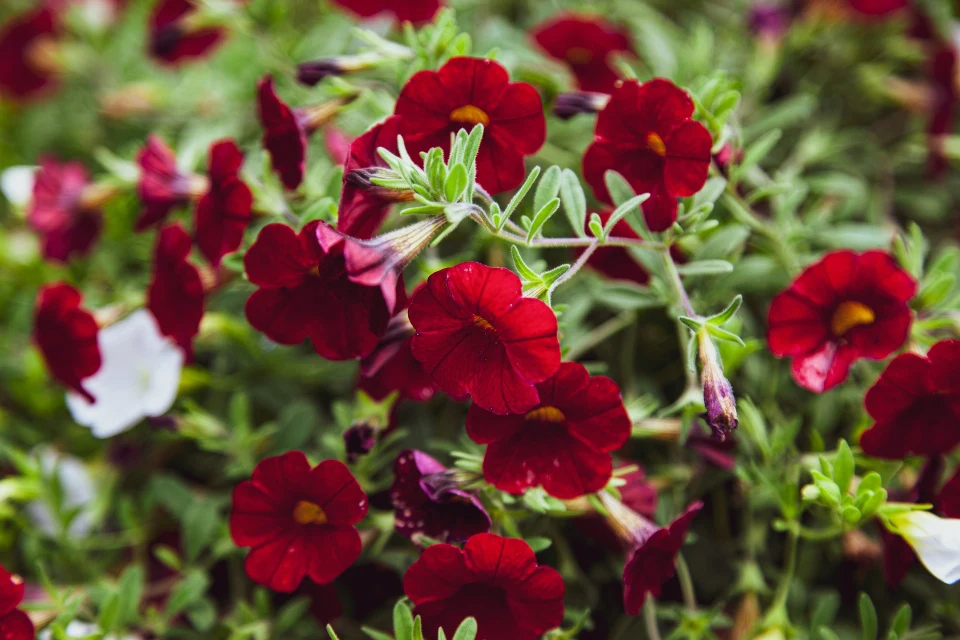 How to Grow Calibrachoa (Million Bells) in Pots - A Simple Guide