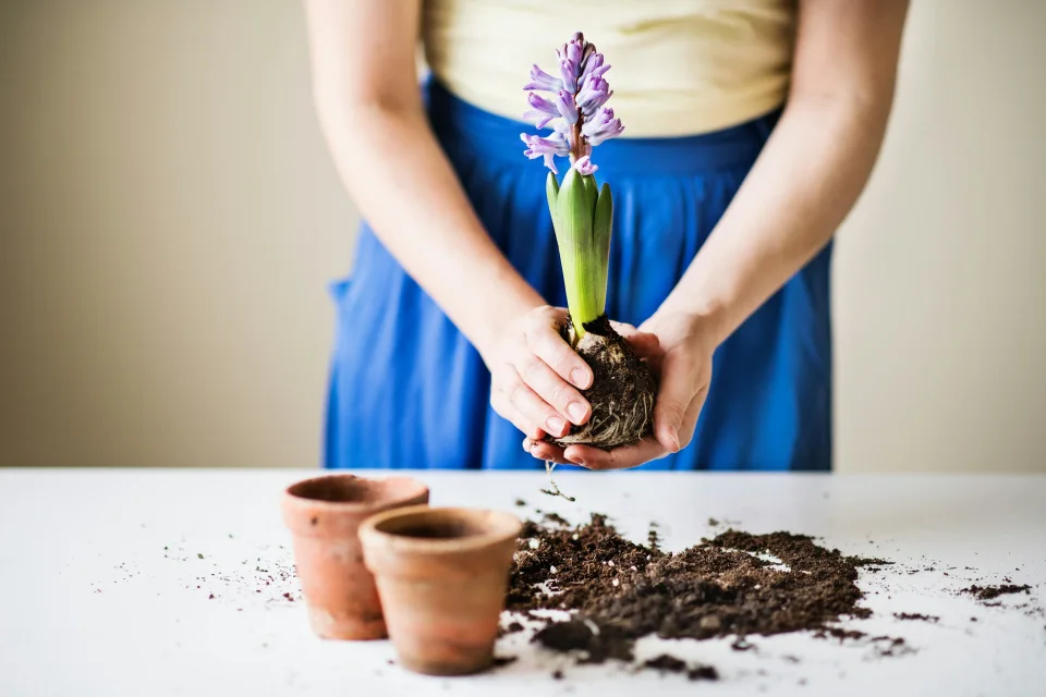 How to Force Hyacinth Bulbs Indoors This Winter — In 4 Steps