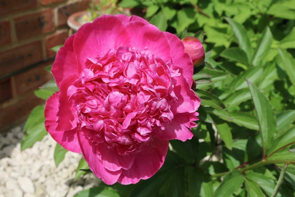 How to Grow Peonies in Pots - A Simple Guide