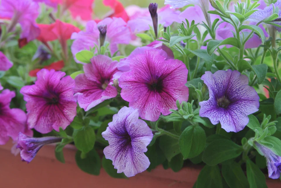 When to Start Petunia Seeds Indoors — 5 Simple Steps