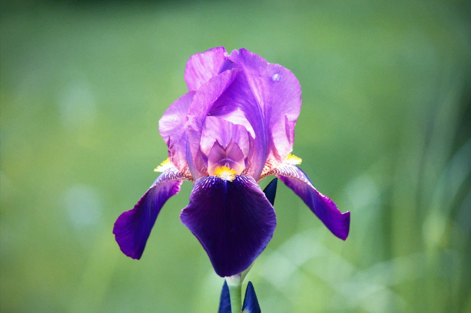 How To Grow Irises in Pots - A Complete Guide