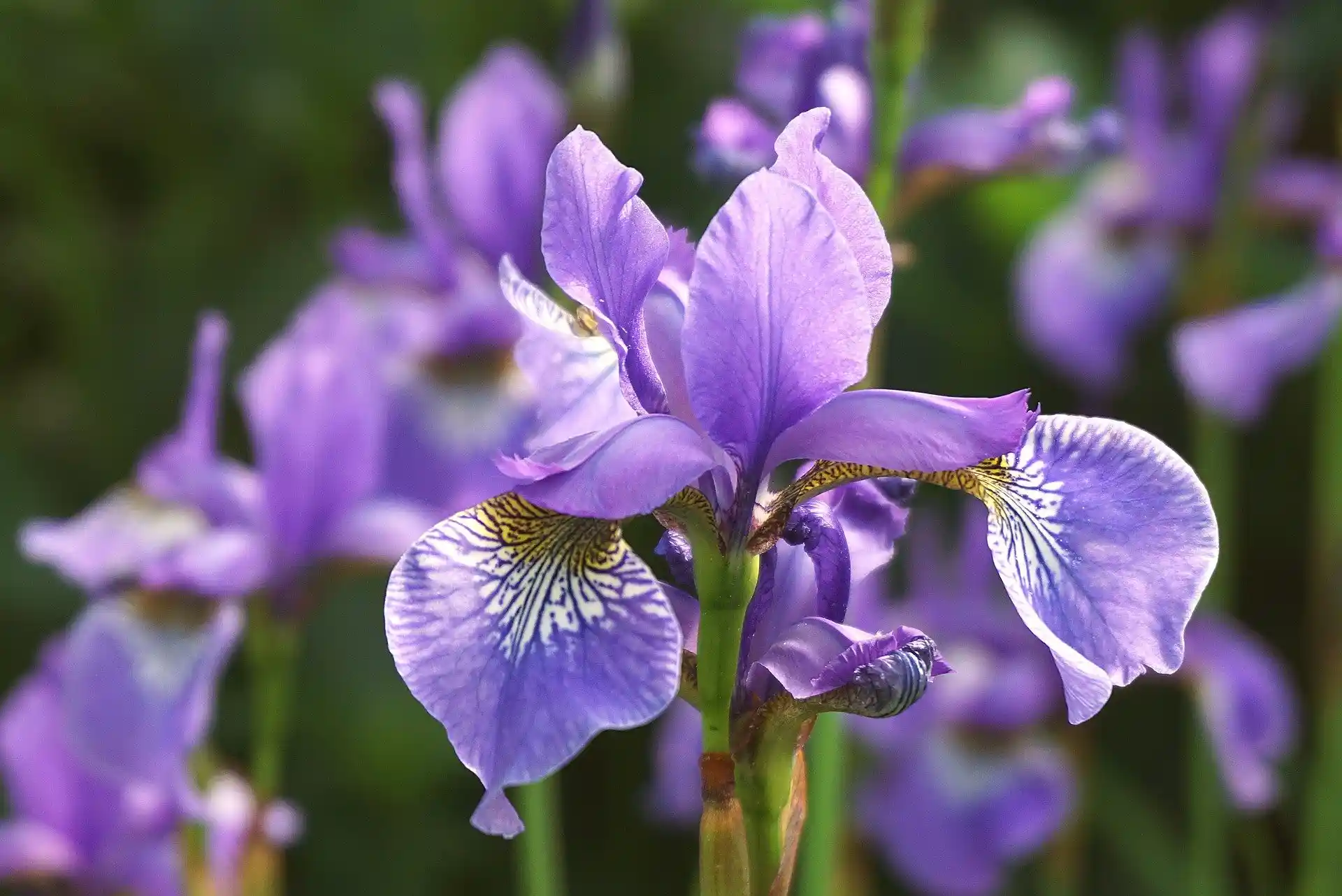 How To Grow Irises in Pots - A Complete Guide
