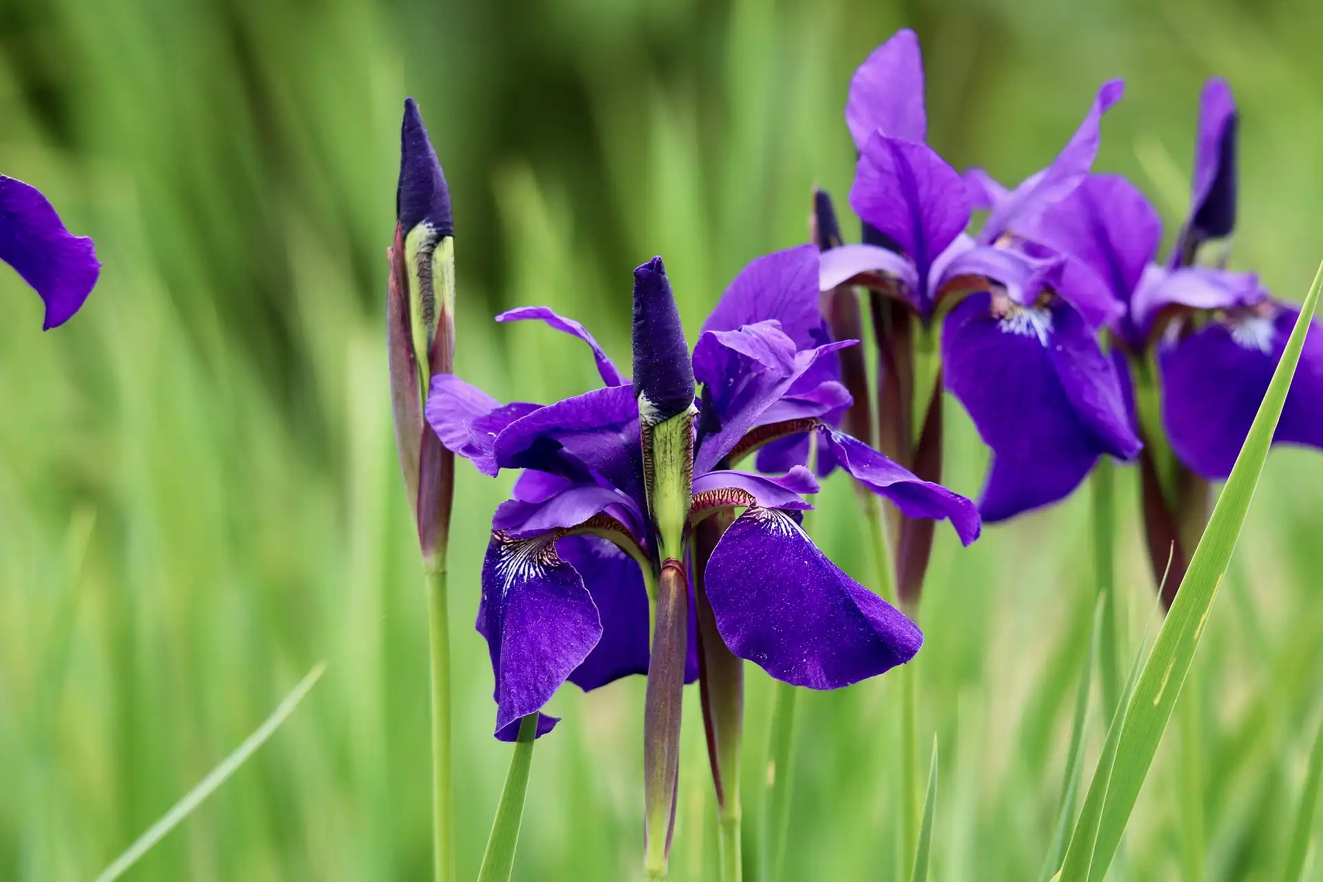 How To Grow Irises in Pots - A Complete Guide