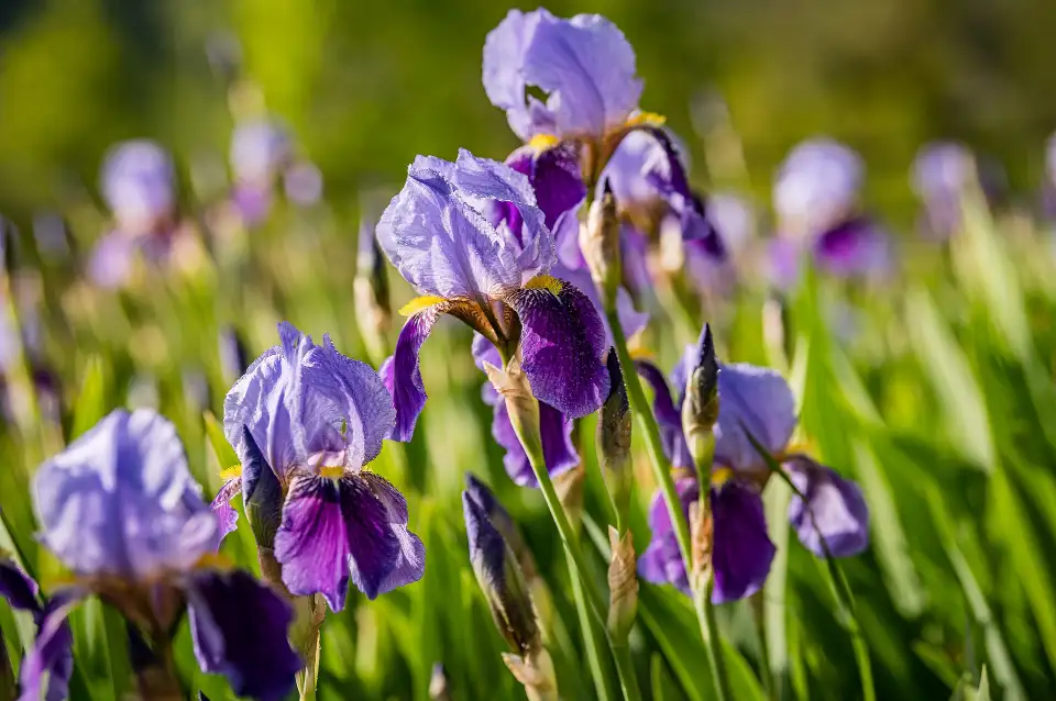 How To Grow Irises in Pots - A Complete Guide
