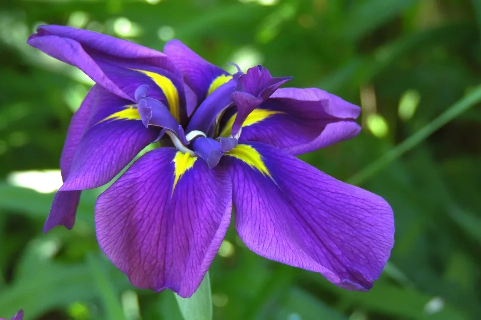 How To Grow Irises in Pots - A Complete Guide