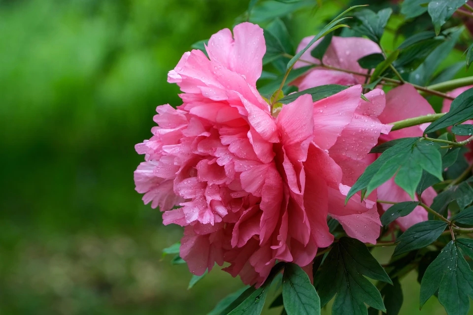 How to Grow Peonies in Pots - A Simple Guide