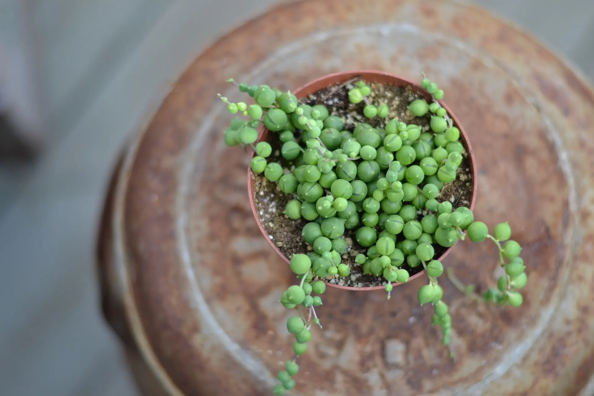 Why Is My String of Pearls Shriveling? 4 Causes & Fixes
