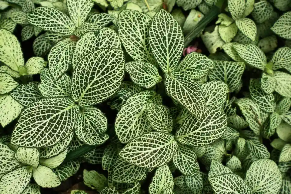 How To Grow & Care For Nerve Plants - Easy Plant Guide