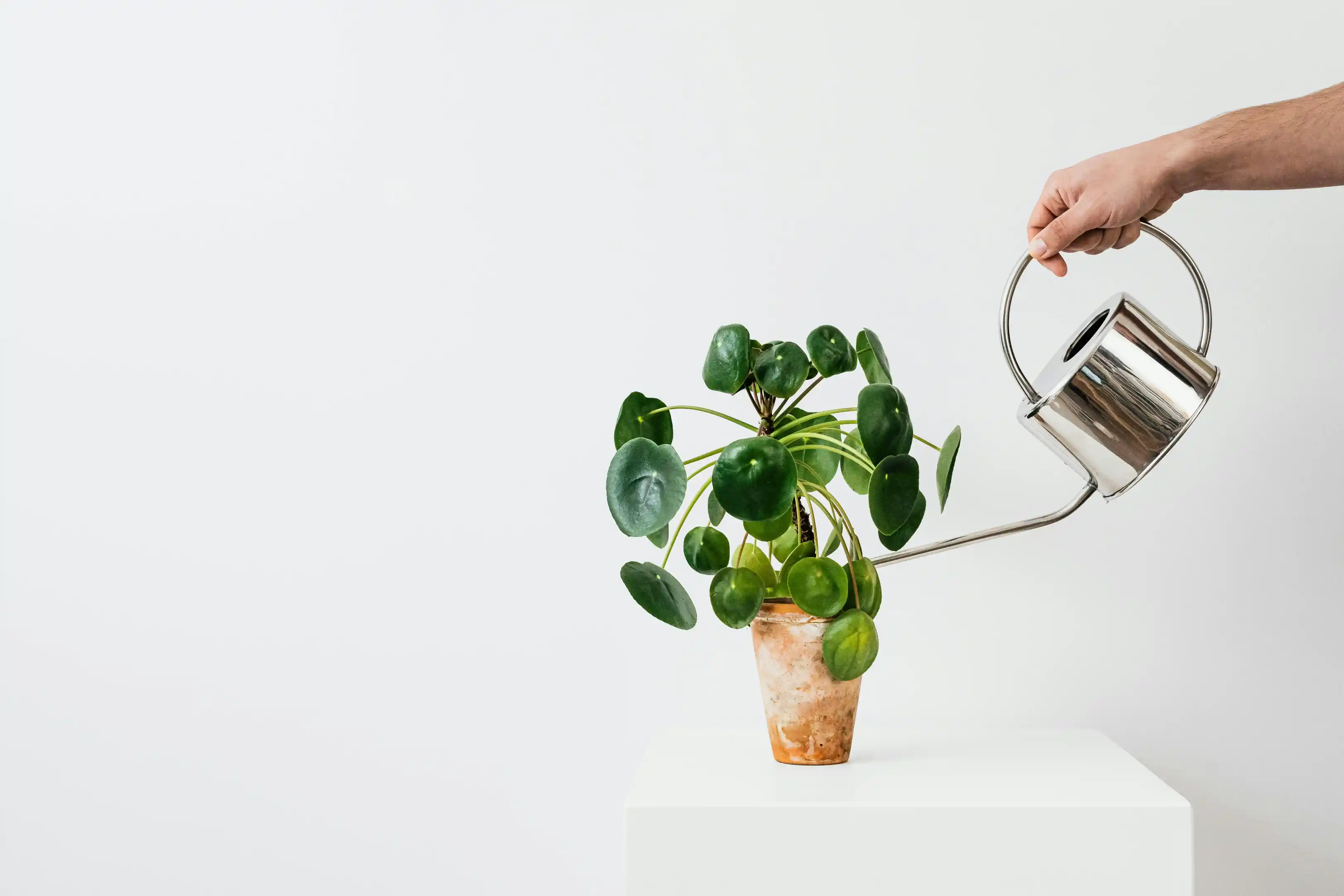 Chinese Money Plant Leaves Curling? 4 Expert Fixes That Work