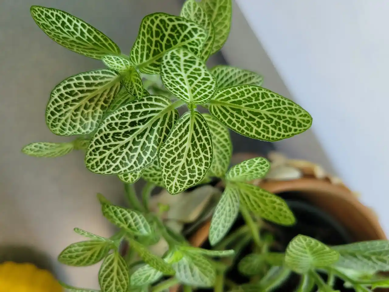 How To Grow & Care For Nerve Plants - Easy Plant Guide
