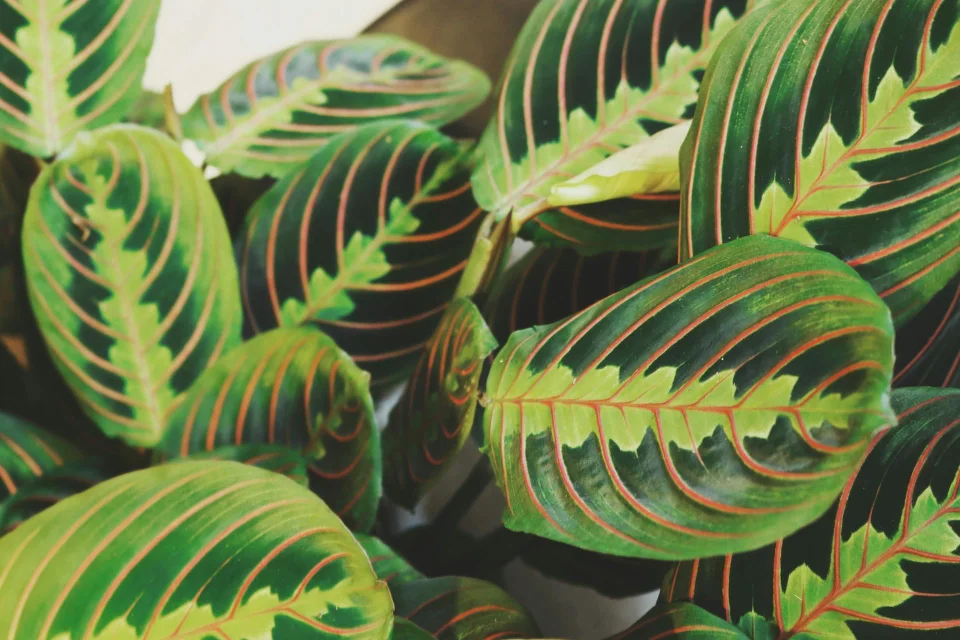 How to Grow & Care for 'Prayer Plant' - A Complete Guide