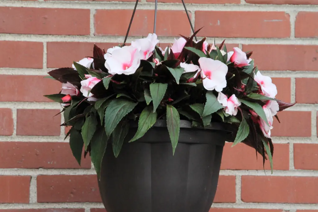How to Grow Impatiens in Pots - A Simple Guide