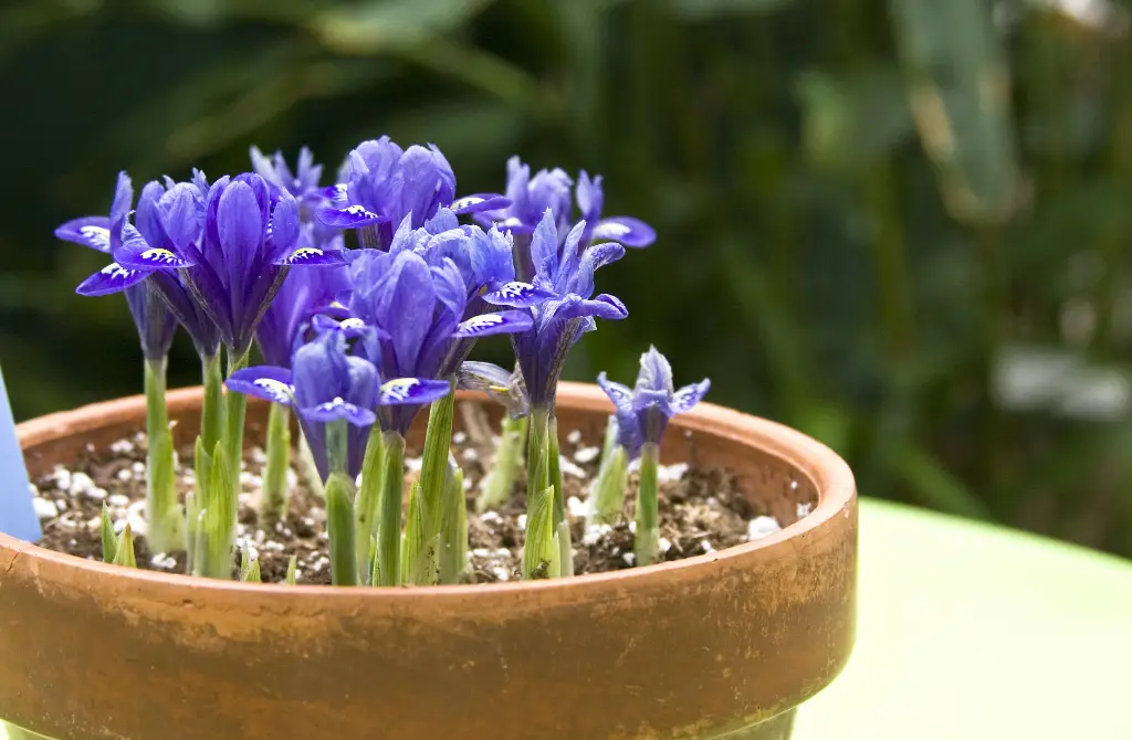 How To Grow Irises in Pots - A Complete Guide
