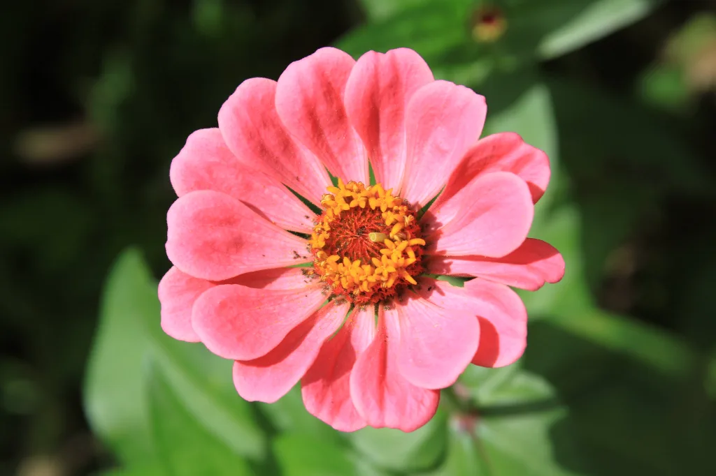 How to Grow Zinnias in Pots - A Simple Guide