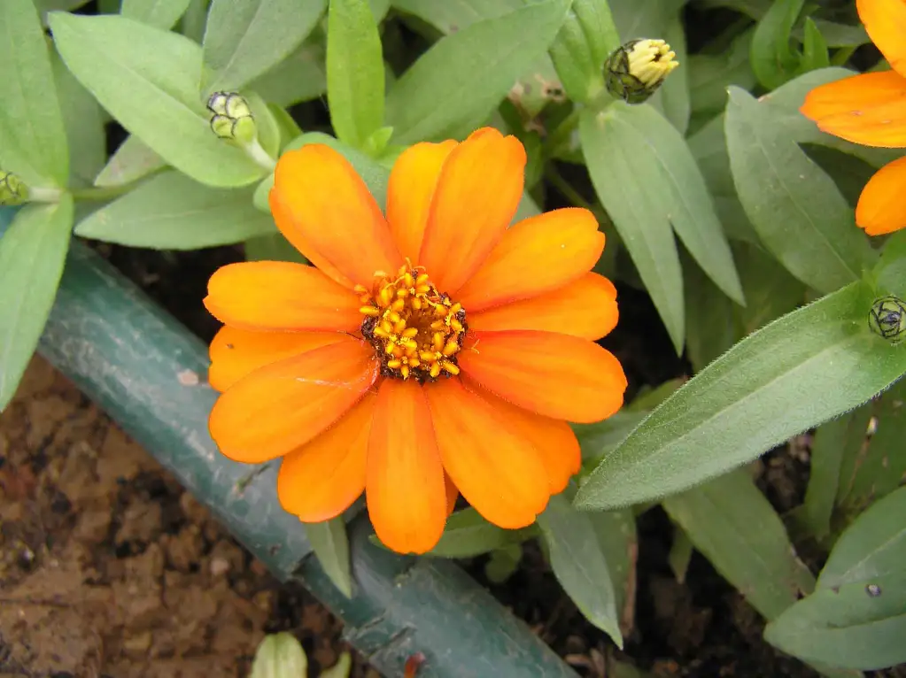 How to Grow Zinnias in Pots - A Simple Guide