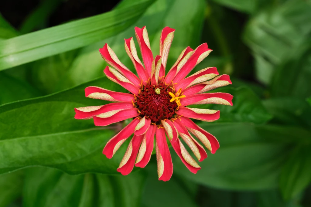 How to Grow Zinnias in Pots - A Simple Guide