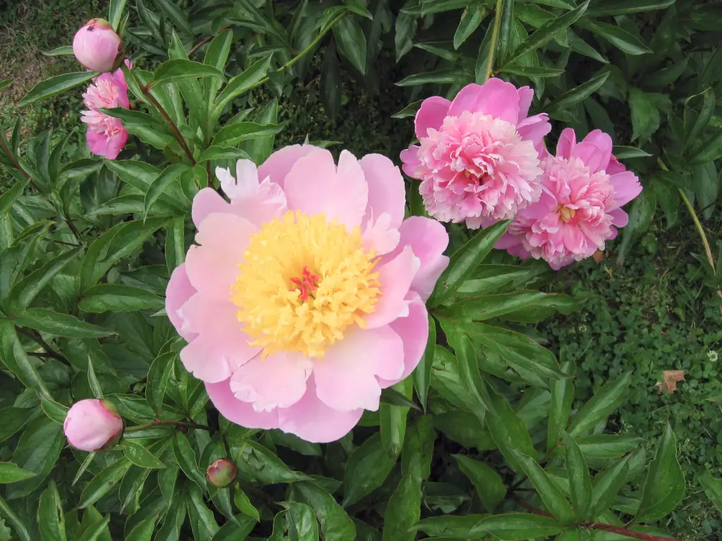How to Grow Peonies in Pots - A Simple Guide