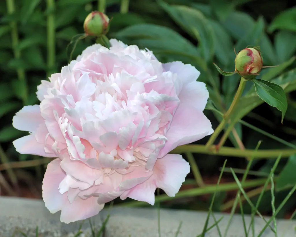 How to Grow Peonies in Pots - A Simple Guide