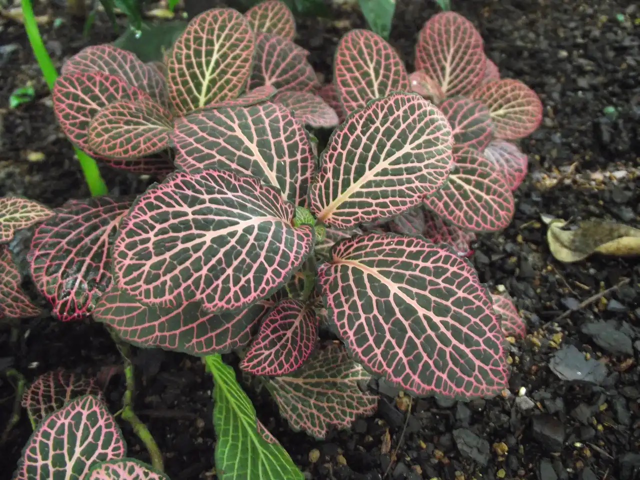 How To Grow & Care For Nerve Plants - Easy Plant Guide