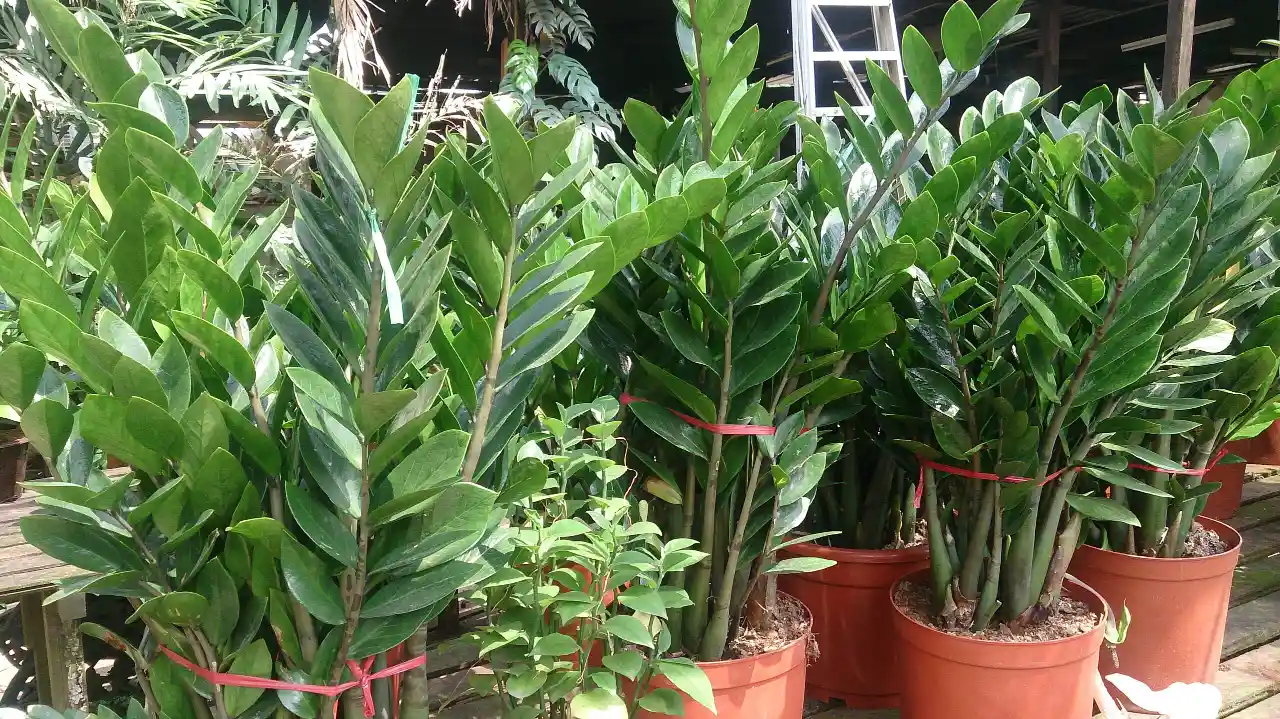 How to Grow & Care For ZZ Plants - A Complete Guide