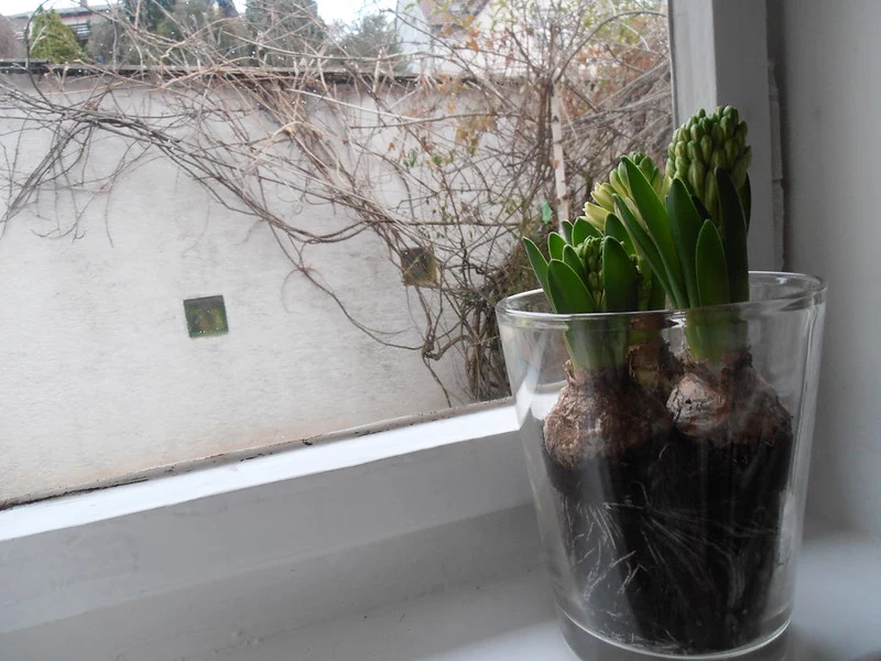 How to Force Hyacinth Bulbs Indoors This Winter — In 4 Steps