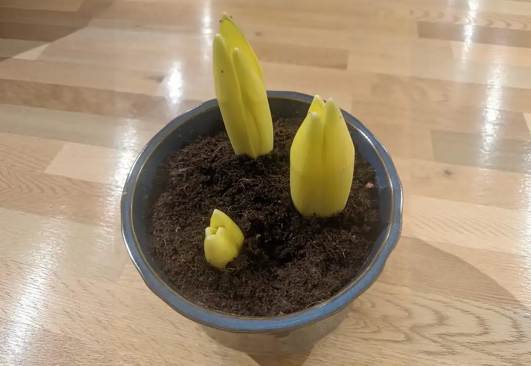 How to Force Hyacinth Bulbs Indoors This Winter — In 4 Steps