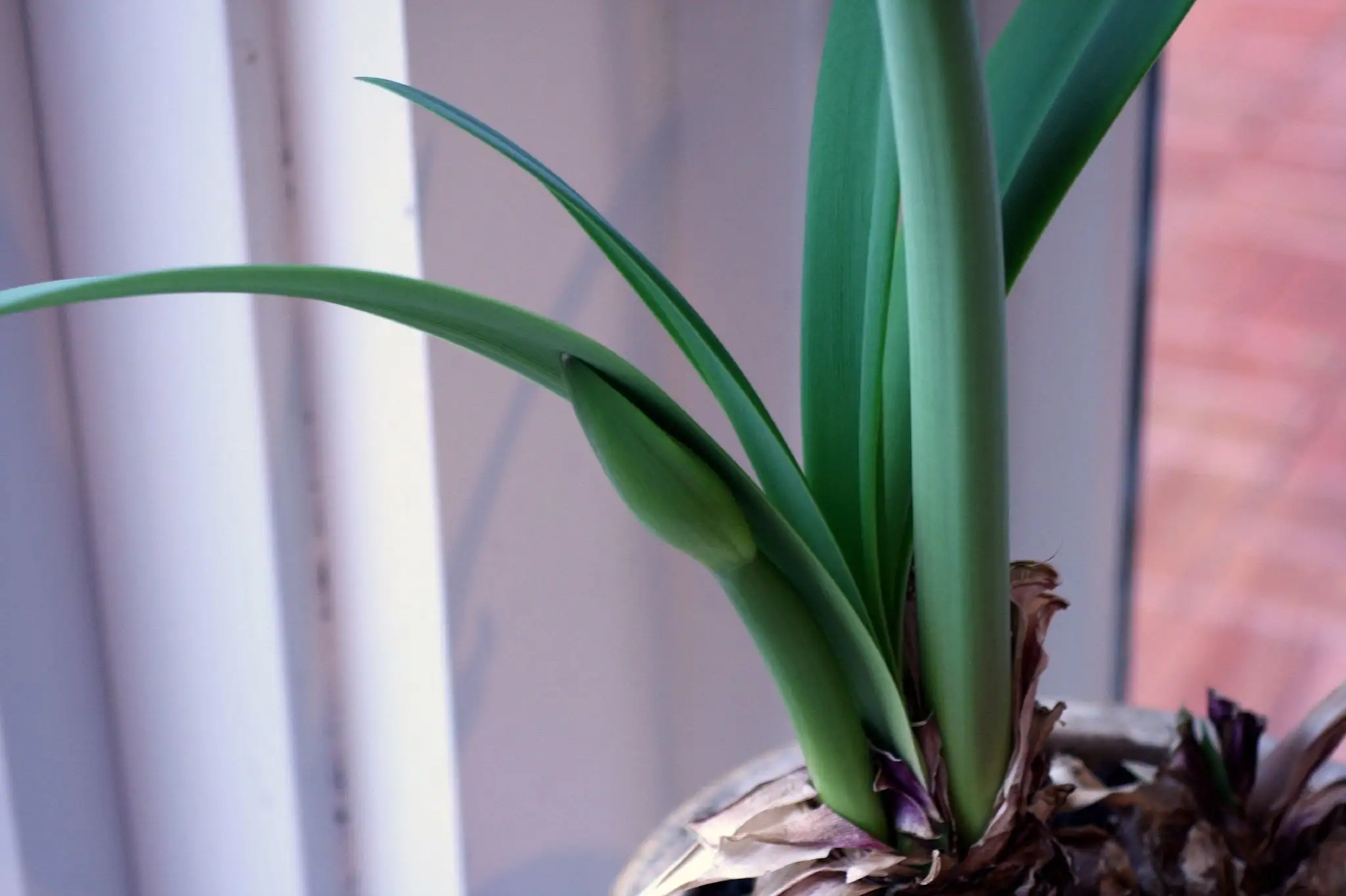 How to Force Amaryllis Bulbs Indoors For Winter - In 4 Steps