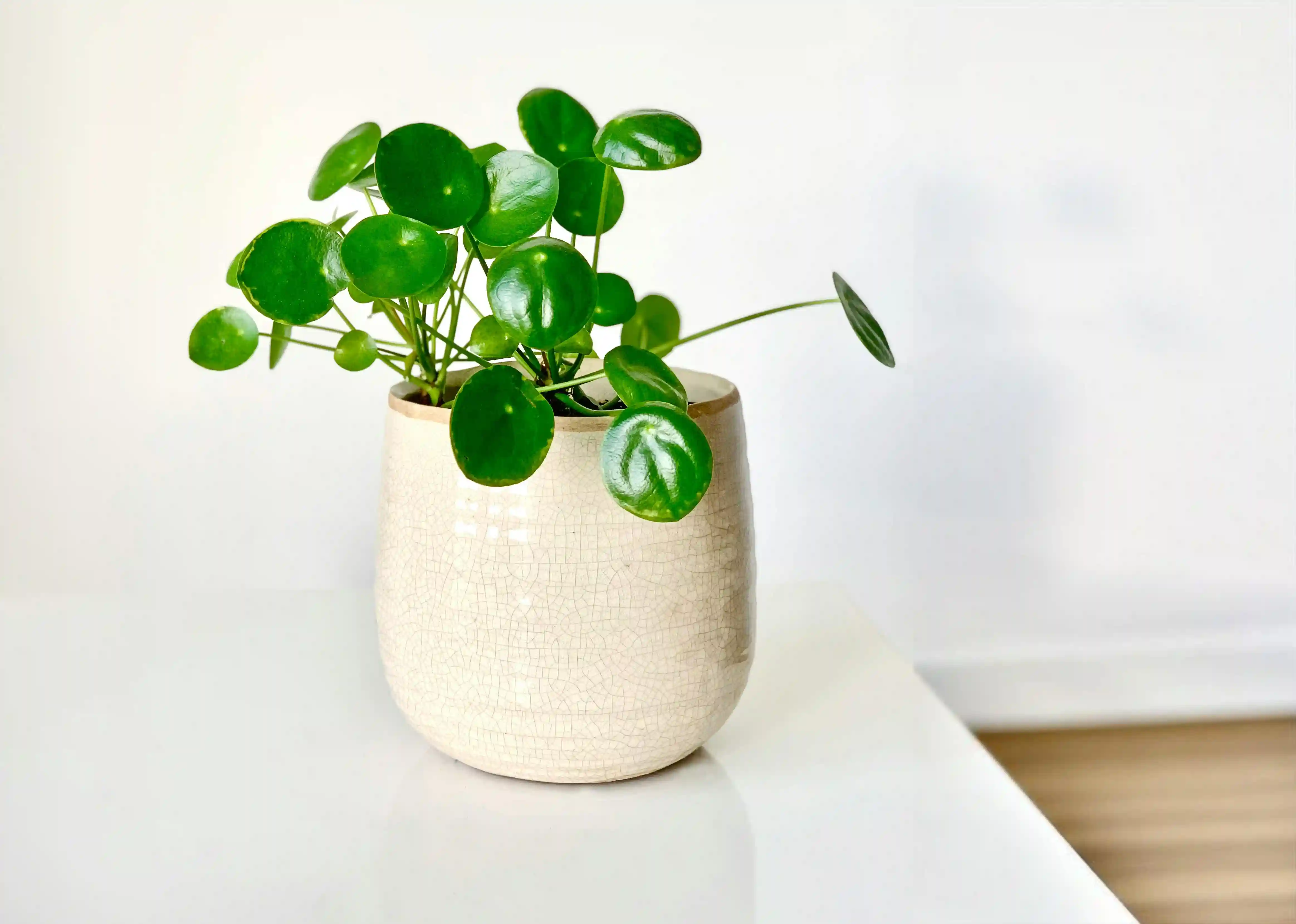Chinese Money Plant Leaves Curling? 4 Expert Fixes That Work