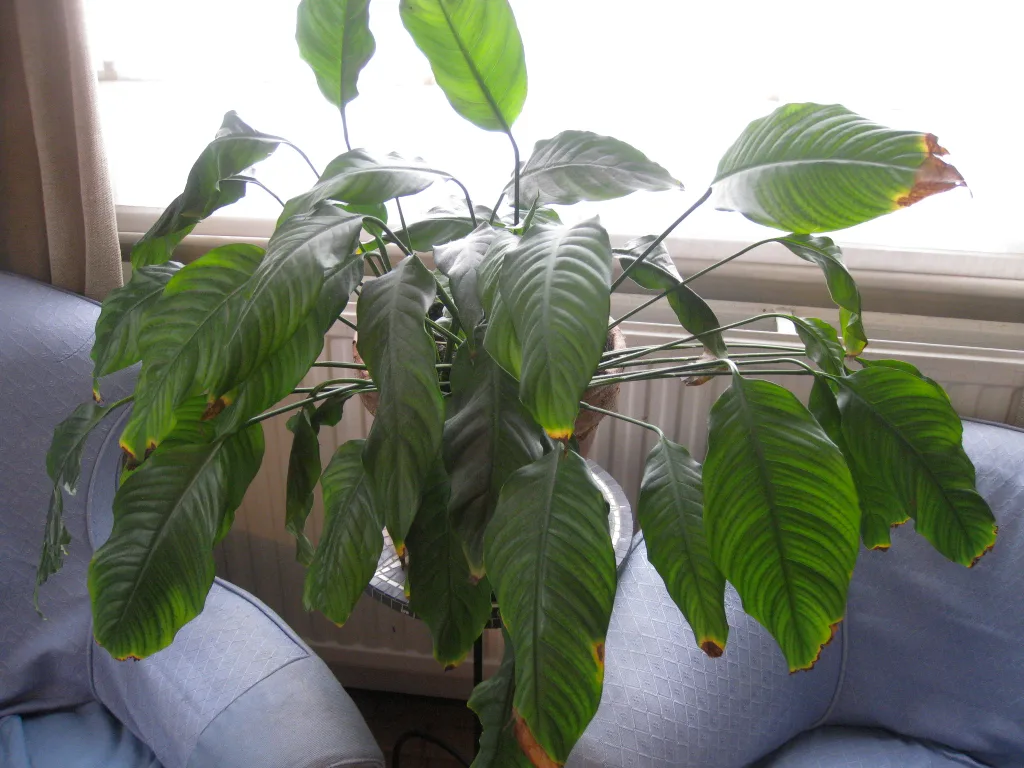 Why Is My Peace Lily Drooping? 5 Causes & Easy Fixes