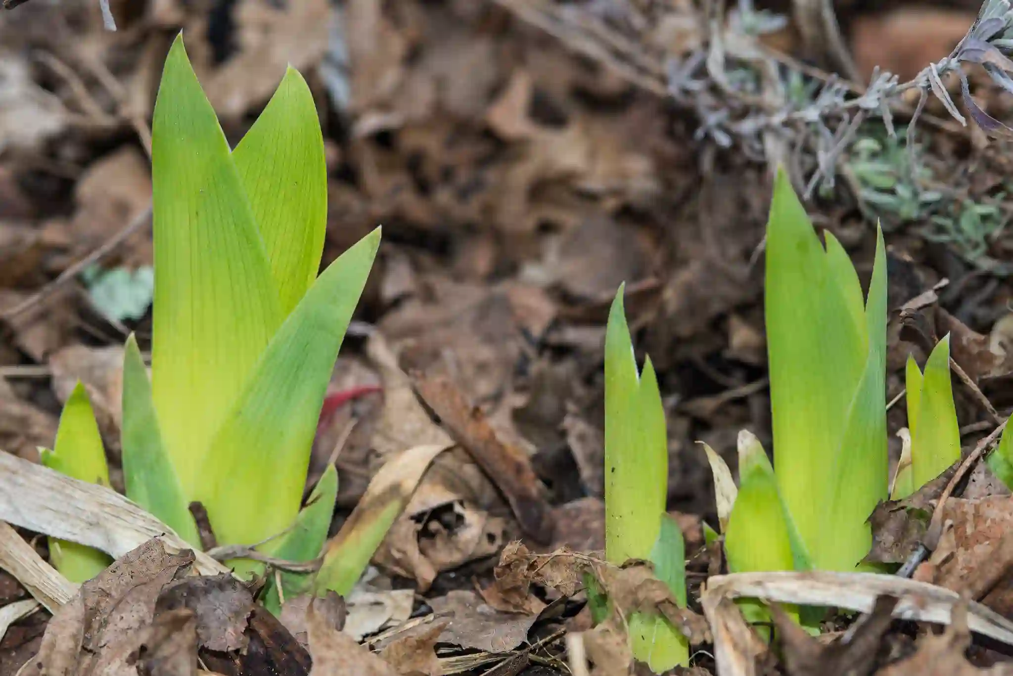 Tulips Coming Up Early? What to Do — 3 Essential Tips