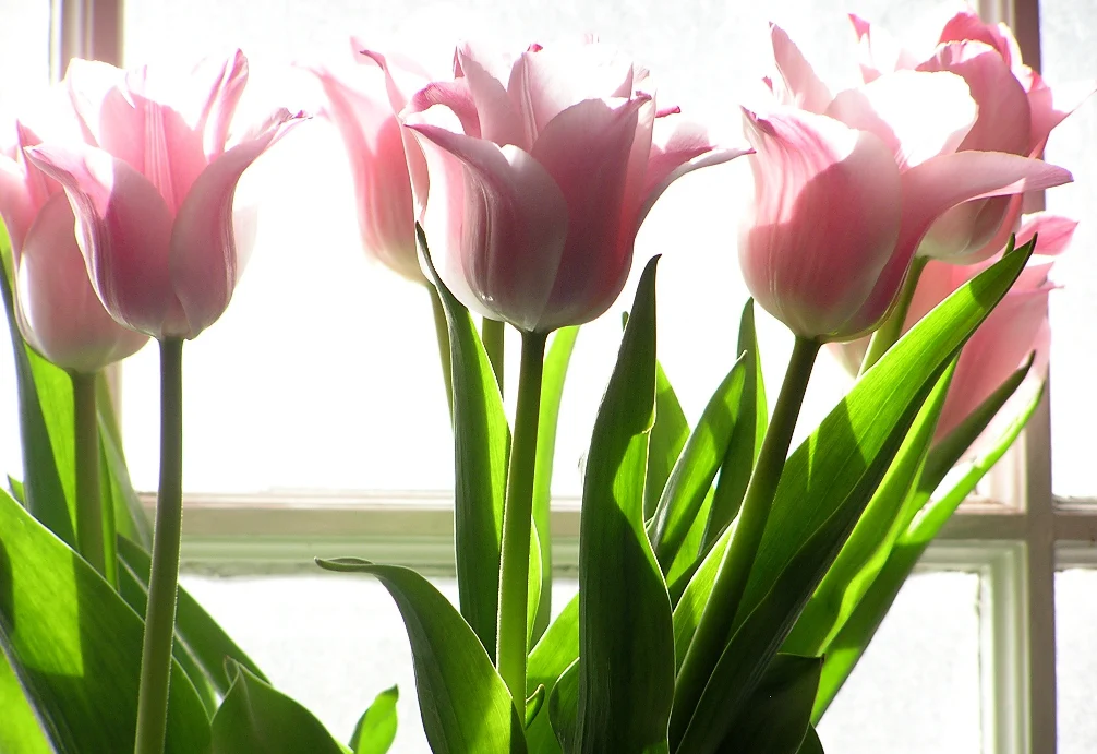 How to Care for Potted Tulips Indoors — 4 Simple Steps