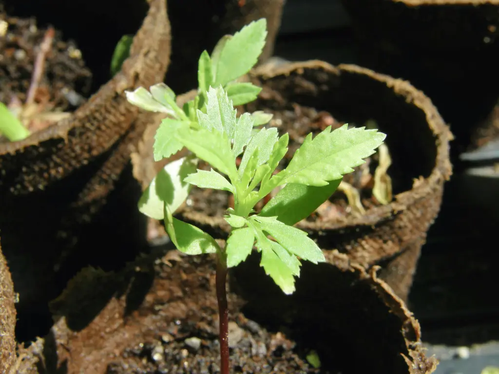 Marigolds as Companion Plants for Tomatoes & Peppers — 4 Tips