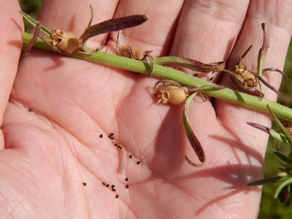 When to Start Snapdragon Seeds Indoors — 5 Simple Steps