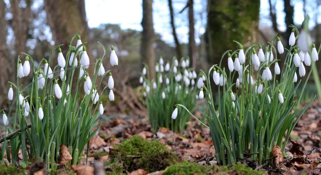 When To Plant Snowdrops in the Green — 5 Simple Steps