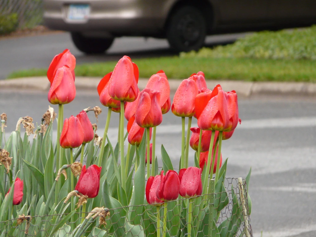 What to Do With Tulips After They Bloom — 5 Simple Steps