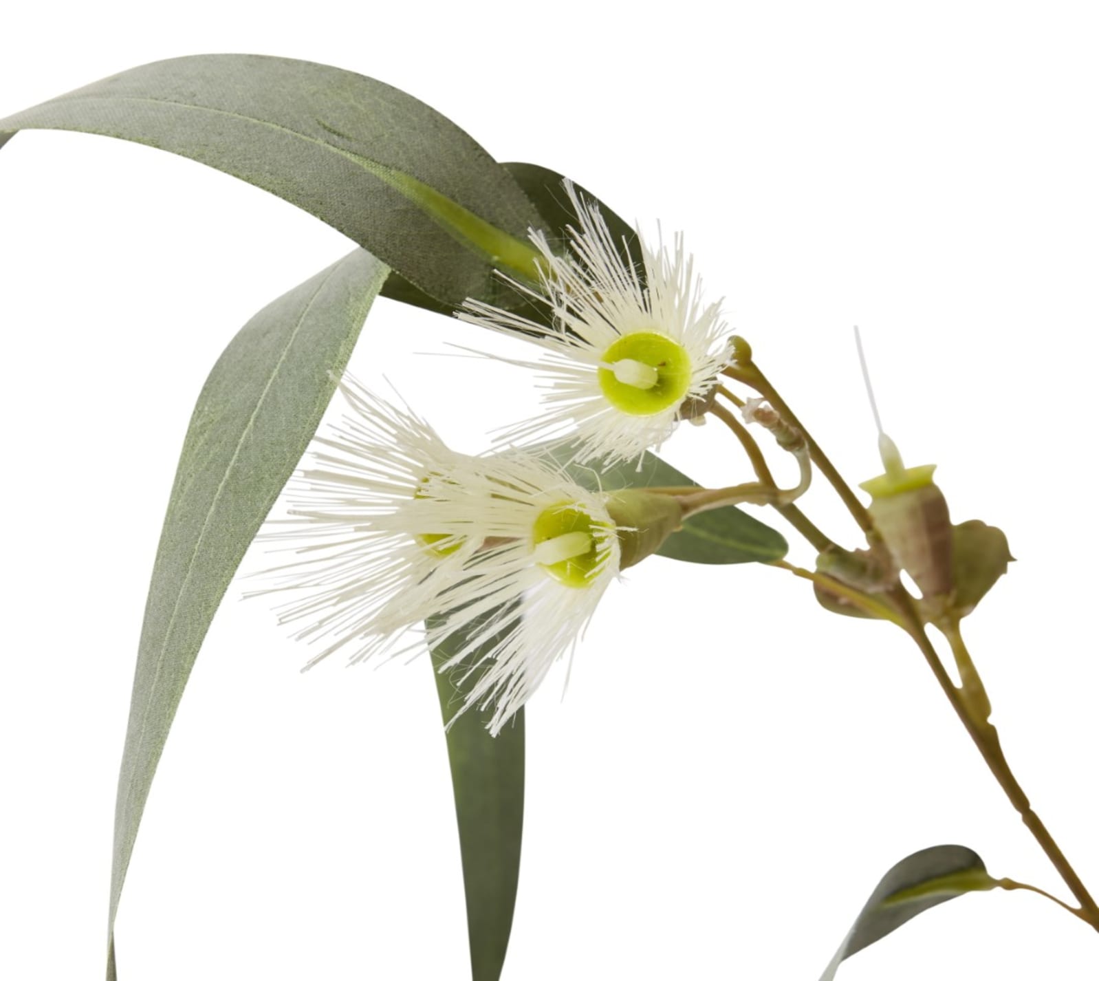 Buy Eucy Flowering Spray White/Grey Green - 112cm - James Lane Australia