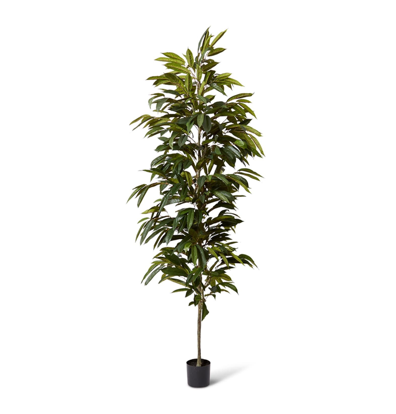 Ficus Alii Tree - 110 x 110 x 260cm | Elme Living | Australia’s ...