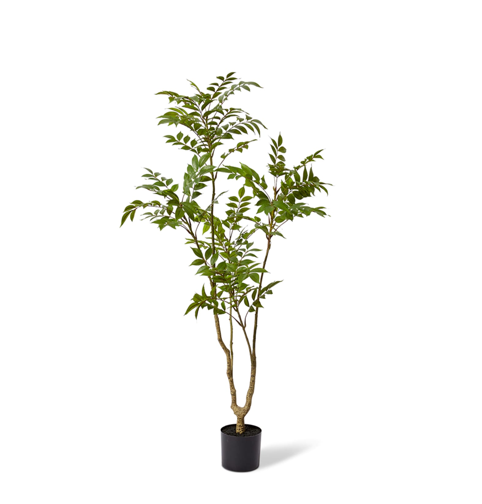 Japanese Lacquer Tree - 64 x 60 x 133cm | Elme Living | Australia’s ...