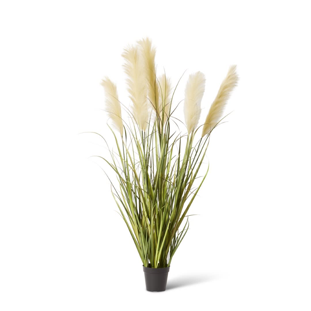 Shop Grass Pampas Potted Green/White - 120cm at Sleeping Giant Australia