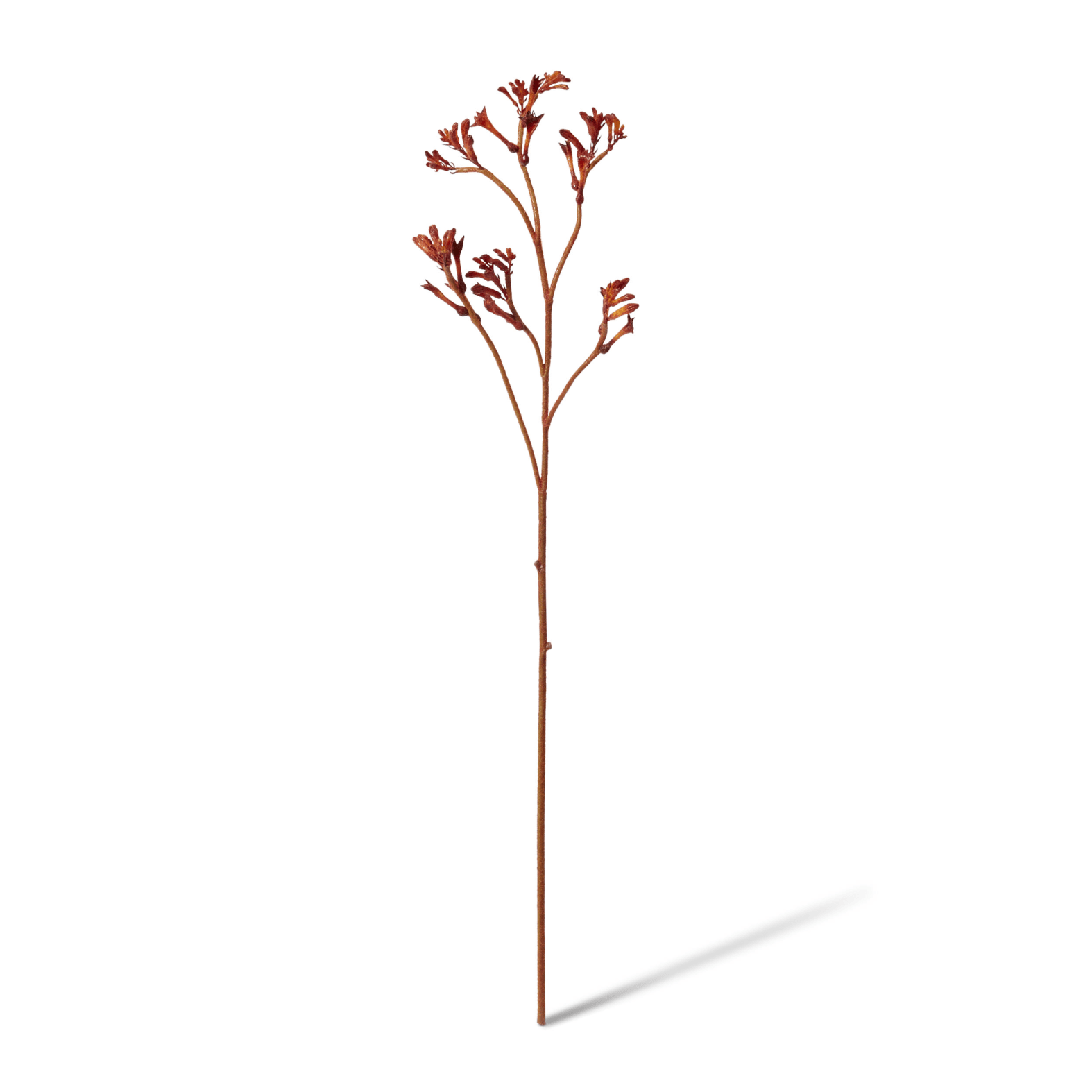 Buy Kangaroo Paw Spray Burgundy - 26 x 9 x 78cm - Elme Living Australia