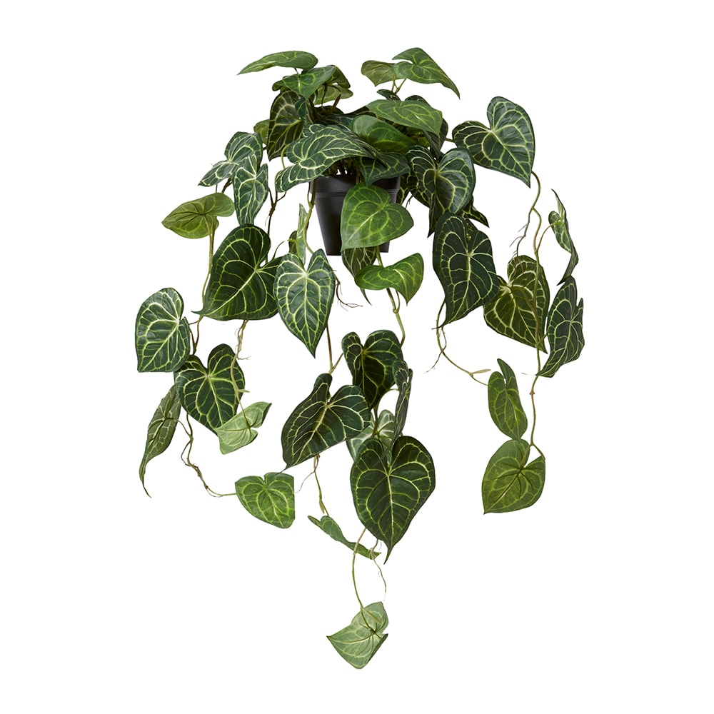 Shop Hanging Anthurium Potted Plant Variegated - 38cm x 35cm x 84cm at ...